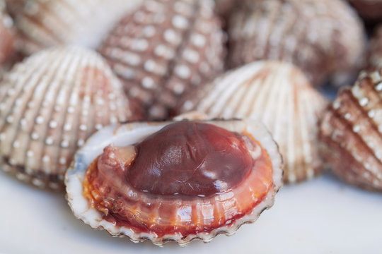 "Blood Cockle" Images – Browse 1,044 Stock Photos, Vectors, and Video ...