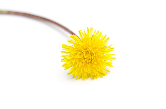 Maskros Images – Browse 52 Stock Photos, Vectors, and Video | Adobe Stock