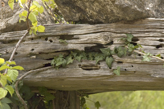 「Carcomido」の写真素材 | 35件の無料イラスト画像 | Adobe Stock