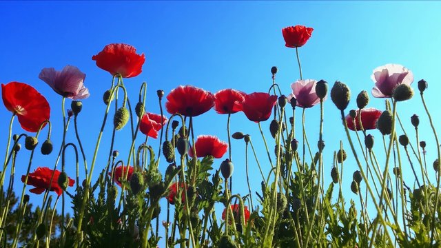 Flowers Video Footage – Browse 1,253,534 HD Stock Video and Footage ...