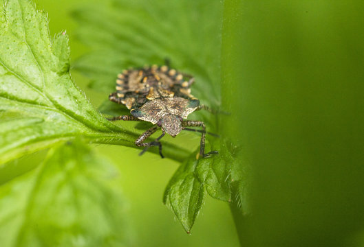 Wanze bilder – Bläddra bland 5,542 stockfoton, vektorer och videor ...