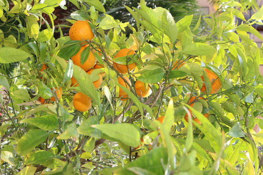 Zitrusbaum bilder – Bläddra bland 109 stockfoton, vektorer och videor ...