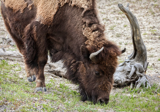 「Wildrinder」の画像 - 210 件の Stock 写真、ベクターおよびビデオ | Adobe Stock