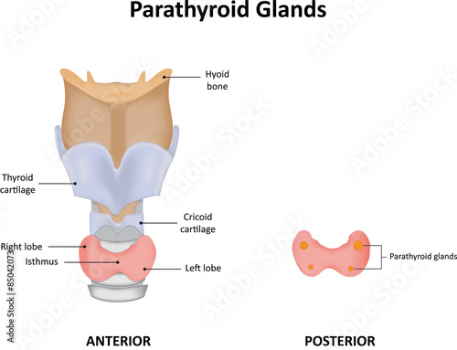"Parathyroid Glands" Stock photo and royalty-free images on Fotolia.com ...