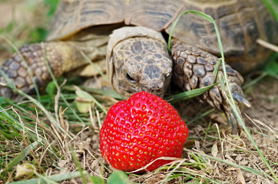 Cute Turtles Eating Strawberries