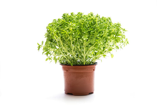 Manjerico Images – Browse 74 Stock Photos, Vectors, and Video | Adobe Stock