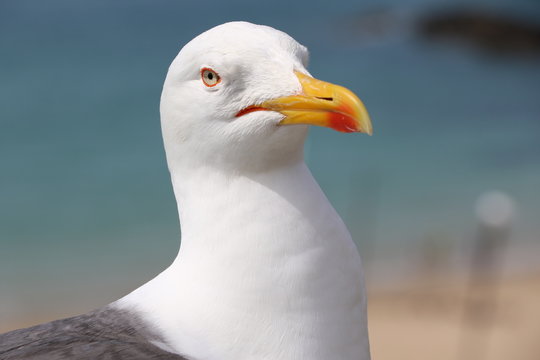 Goeland Images – Parcourir 696,824 le catalogue de photos, vecteurs et ...
