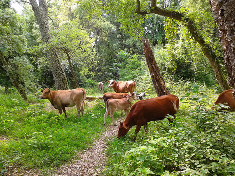 Milted bilder – Bläddra bland 6,987 stockfoton, vektorer och videor ...
