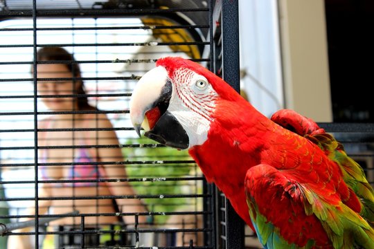 รูปภาพPsittaciformes – เลือกดูภาพถ่ายสต็อก เวกเตอร์ และวิดีโอ343,695 ...