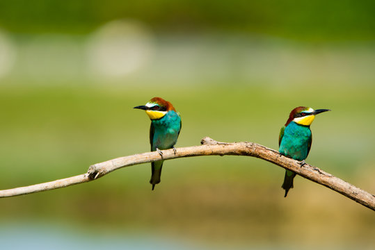 Imágenes de Esile: descubre bancos de fotos, ilustraciones, vectores y ...