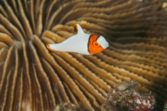 รูปภาพPollyfish – เลือกดูภาพถ่ายสต็อก เวกเตอร์ และวิดีโอ16,242 | Adobe ...