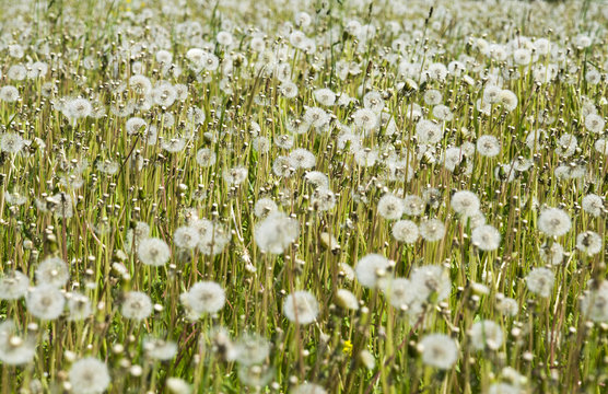 Pusteblumenwiese Images – Browse 91 Stock Photos, Vectors, and Video ...