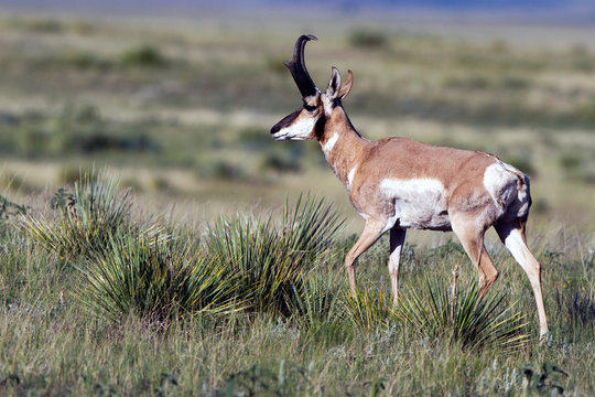North American Antelope Images – Browse 3,212 Stock Photos, Vectors ...