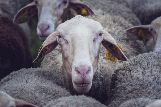 Brebis 이미지 – 찾아보기 6,305 스톡 사진, 벡터 및 비디오 | Adobe Stock