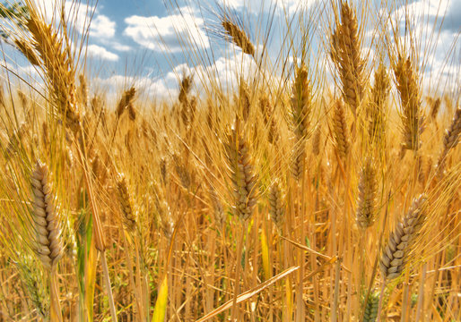 รูปภาพFrumento – เลือกดูภาพถ่ายสต็อก เวกเตอร์ และวิดีโอ3,735 | Adobe Stock