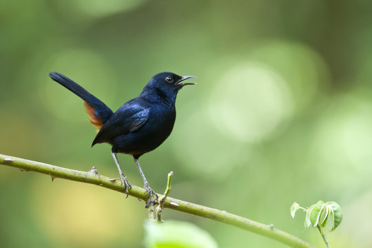 Indian Robin Bird