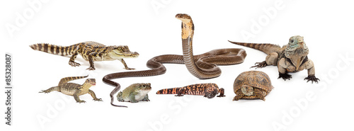 "Group of Various Reptiles" Stockfotos und lizenzfreie Bilder auf ...
