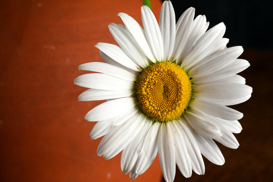 "Daisy Texture" Images – Browse 43 Stock Photos, Vectors, and Video ...