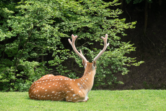 Hirch Bilder – Durchsuchen 76 Archivfotos, Vektorgrafiken und Videos ...