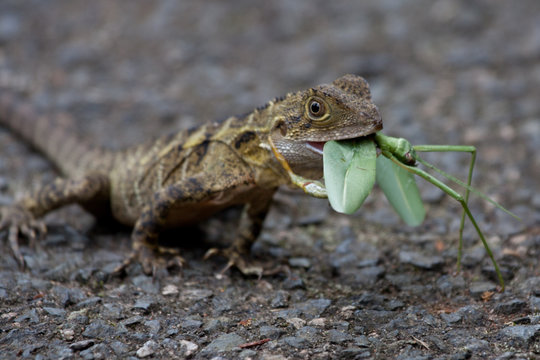 Reptilie bilder – Bläddra bland 803 stockfoton, vektorer och videor ...