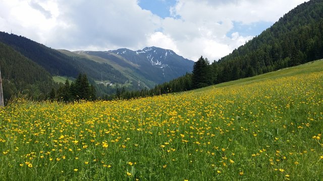 Almwiese bilder – Bläddra bland 8,824 stockfoton, vektorer och videor ...