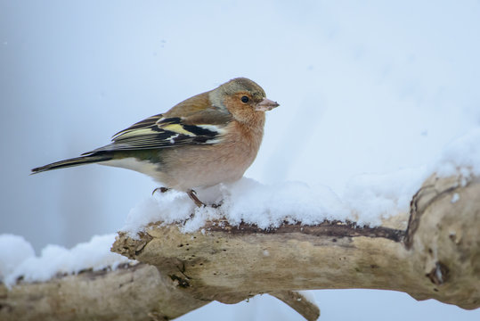 59 BEST Fringuelli IMAGES, STOCK PHOTOS & VECTORS | Adobe Stock