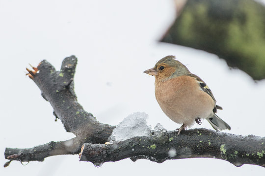 59 BEST Fringuelli IMAGES, STOCK PHOTOS & VECTORS | Adobe Stock