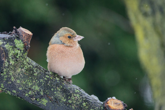 59 BEST Fringuelli IMAGES, STOCK PHOTOS & VECTORS | Adobe Stock