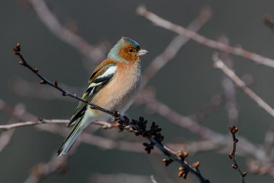 59 BEST Fringuelli IMAGES, STOCK PHOTOS & VECTORS | Adobe Stock