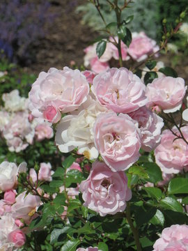 รูปภาพBuschrosen – เลือกดูภาพถ่ายสต็อก เวกเตอร์ และวิดีโอ156 | Adobe Stock