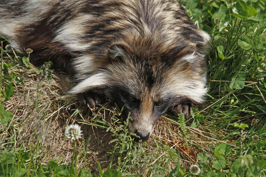 รูปภาพEnok – เลือกดูภาพถ่ายสต็อก เวกเตอร์ และวิดีโอ296 | Adobe Stock