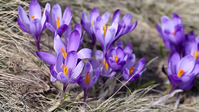 Crocus Video Footage – Browse 5,836 HD Stock Video and Footage | Adobe ...