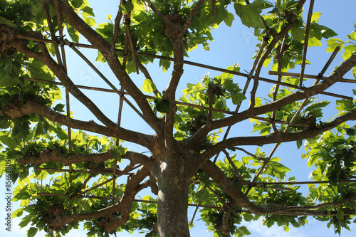 "Wunderschöne Platane in Form eines Sonnenschirms " Stockfotos und ...