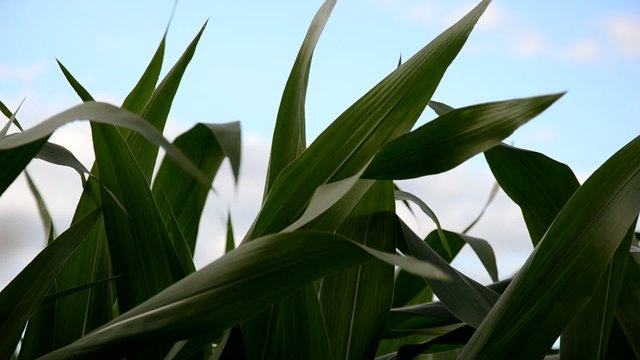 Zerealien Images – Browse 925 Stock Photos, Vectors, and Video | Adobe ...