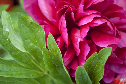 รูปภาพBauernrose – เลือกดูภาพถ่ายสต็อก เวกเตอร์ และวิดีโอ450 | Adobe Stock