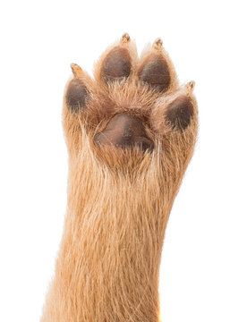 Paw Images – Browse 941,442 Stock Photos, Vectors, and Video | Adobe Stock