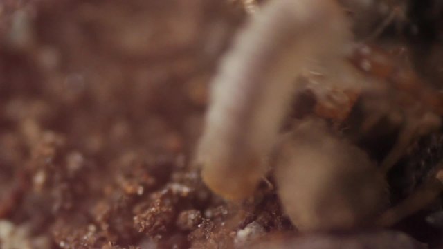 「Mojojoy」の画像 - 1 件の Stock 写真、ベクターおよびビデオ | Adobe Stock