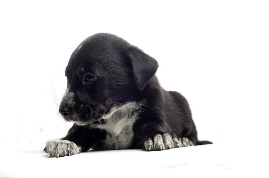 รูปภาพCachorritos – เลือกดูภาพถ่ายสต็อก เวกเตอร์ และวิดีโอ72 | Adobe Stock