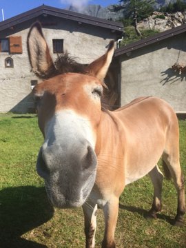 695 BEST Mulo IMAGES, STOCK PHOTOS & VECTORS | Adobe Stock