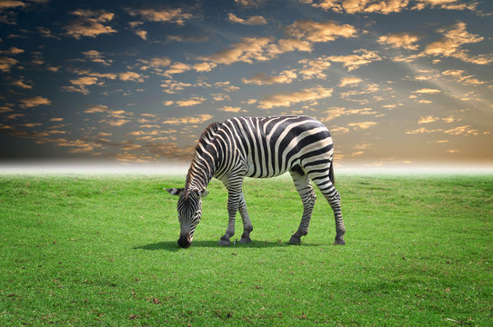 Zebr Images – Browse 82 Stock Photos, Vectors, and Video | Adobe Stock