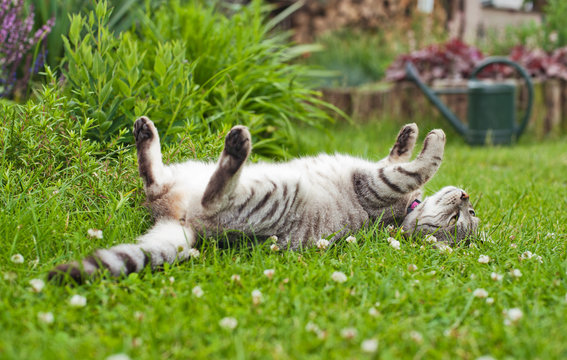 Imágenes de Kot: descubre bancos de fotos, ilustraciones, vectores y ...