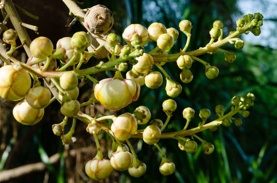 รูปภาพMeranti – เลือกดูภาพถ่ายสต็อก เวกเตอร์ และวิดีโอ1,197 | Adobe Stock