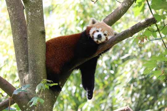 "Panda Roux" Images – Browse 760 Stock Photos, Vectors, and Video ...
