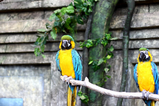 รูปภาพPsittacines – เลือกดูภาพถ่ายสต็อก เวกเตอร์ และวิดีโอ300,536 ...