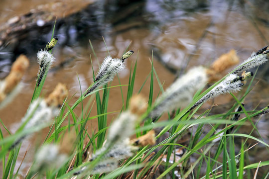 Sword-Grass Images – Browse 78 Stock Photos, Vectors, and Video | Adobe ...