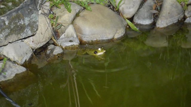 Croar Images – Browse 287 Stock Photos, Vectors, and Video | Adobe Stock