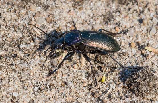 รูปภาพCarabidae – เลือกดูภาพถ่ายสต็อก เวกเตอร์ และวิดีโอ2,102 | Adobe Stock
