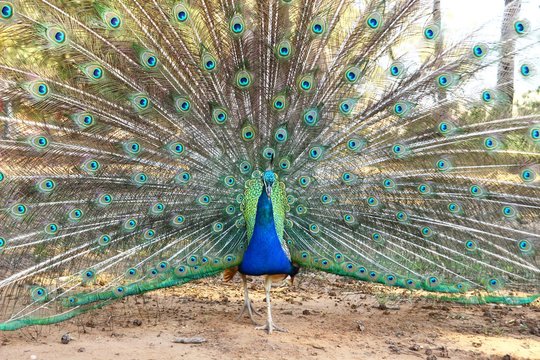 Ostentatious Images – Browse 5,564 Stock Photos, Vectors, and Video ...