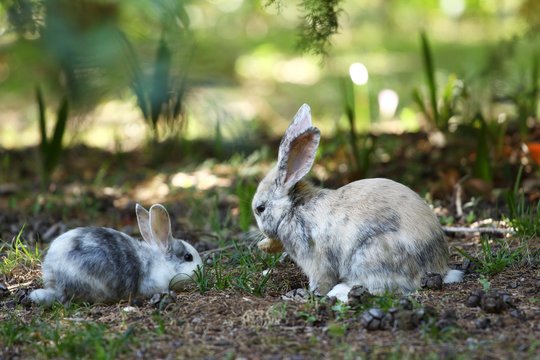 "Rabbit Family" Images – Browse 399 Stock Photos, Vectors, and Video ...