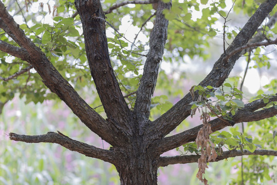 Imagens de Ramas – Explore Fotografias do Stock, Vetores e Vídeos de ...